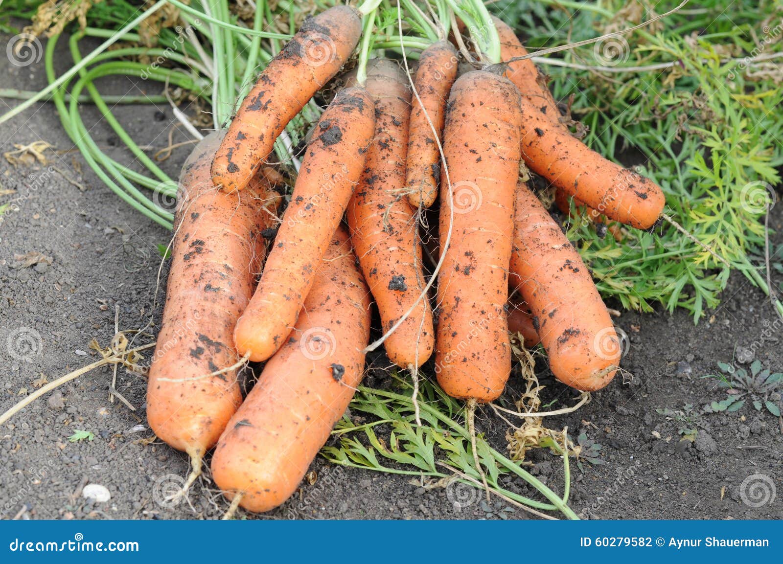 Gross carrot on ground stock photo. Image of kitchen - 60279582