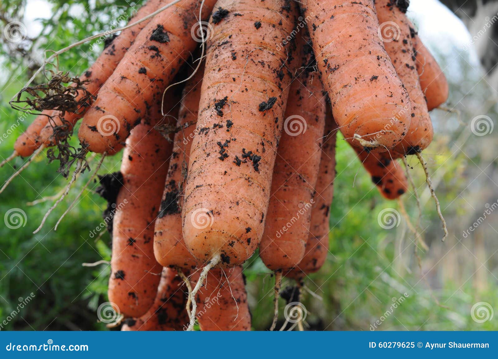 Gross carrot stock image. Image of bunch, plant, pulled - 60279625