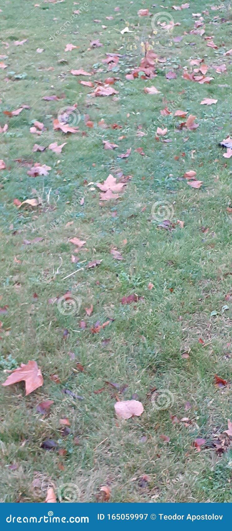 Gross grass green stock image. Image of nature, gross - 165059997