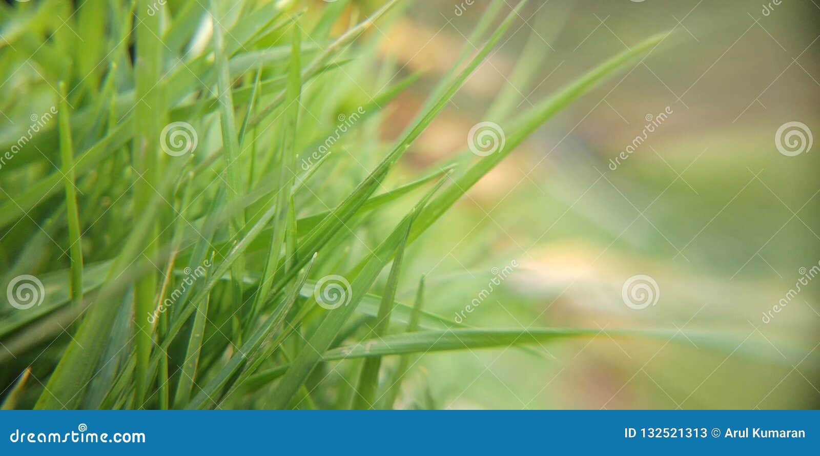 Gross natural stock image. Image of natural, closeup - 132521313