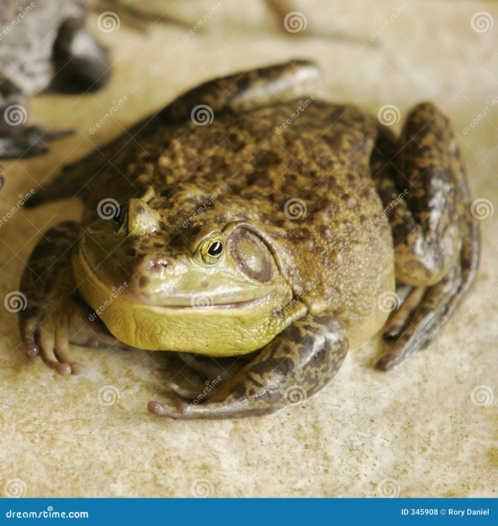 Grosse grenouille photo stock. Image du pattes, amphibie - 345908