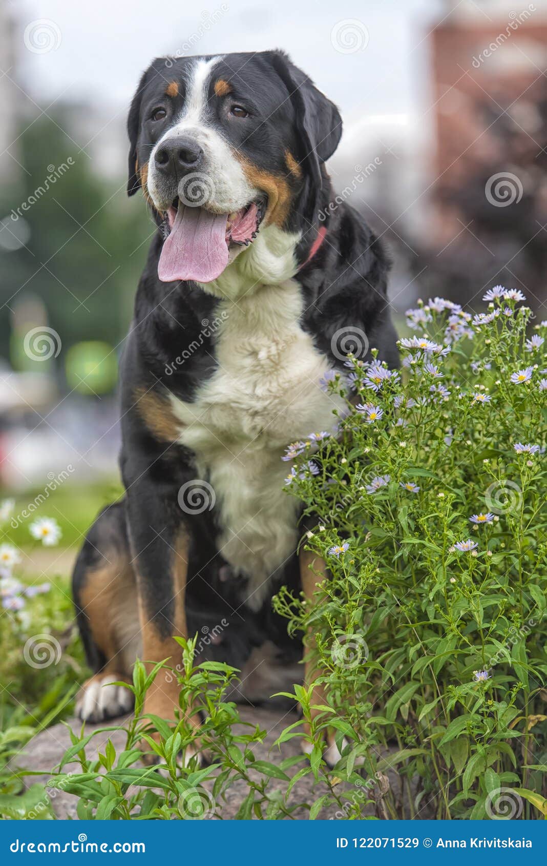 Grosser Schweizer Sennenhund Stock Image - Image of companion ...