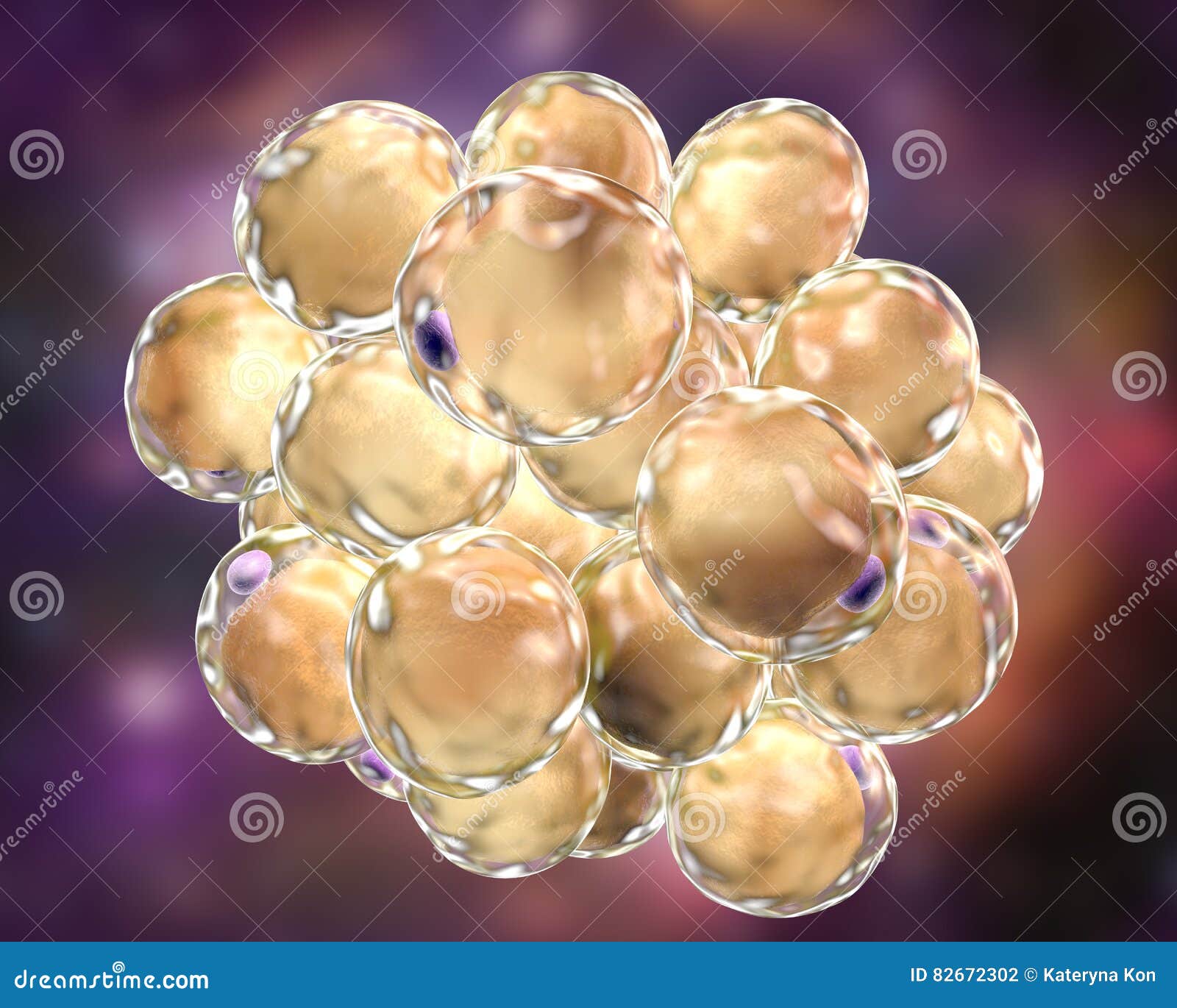 Grosses cellules adipeuses illustration stock. Illustration du ventre ...