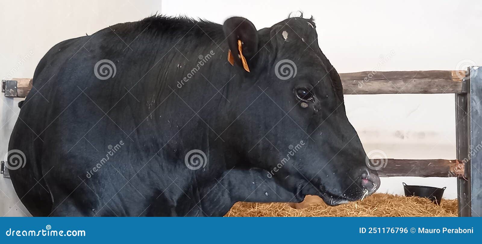 Grosso Toro Nero Con Corna Tagliate Stock Photo - Image of corna ...