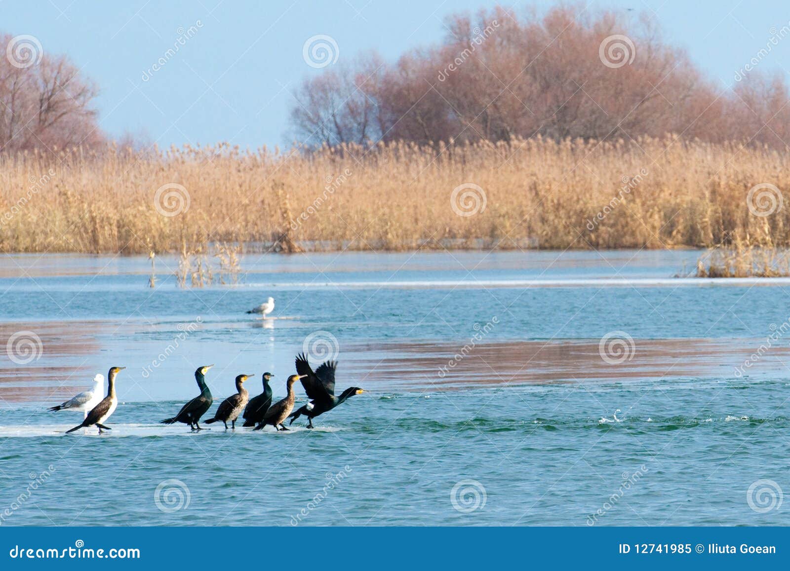 Grote Aalscholvers Die Van Ijs Opstijgen Stock Afbeelding - Image of ...