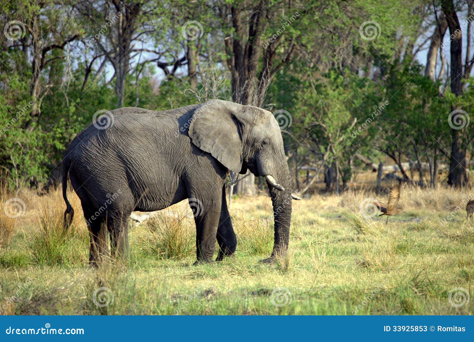 Grote Afrikaanse Olifant stock afbeelding. Image of kleurrijk - 33925853