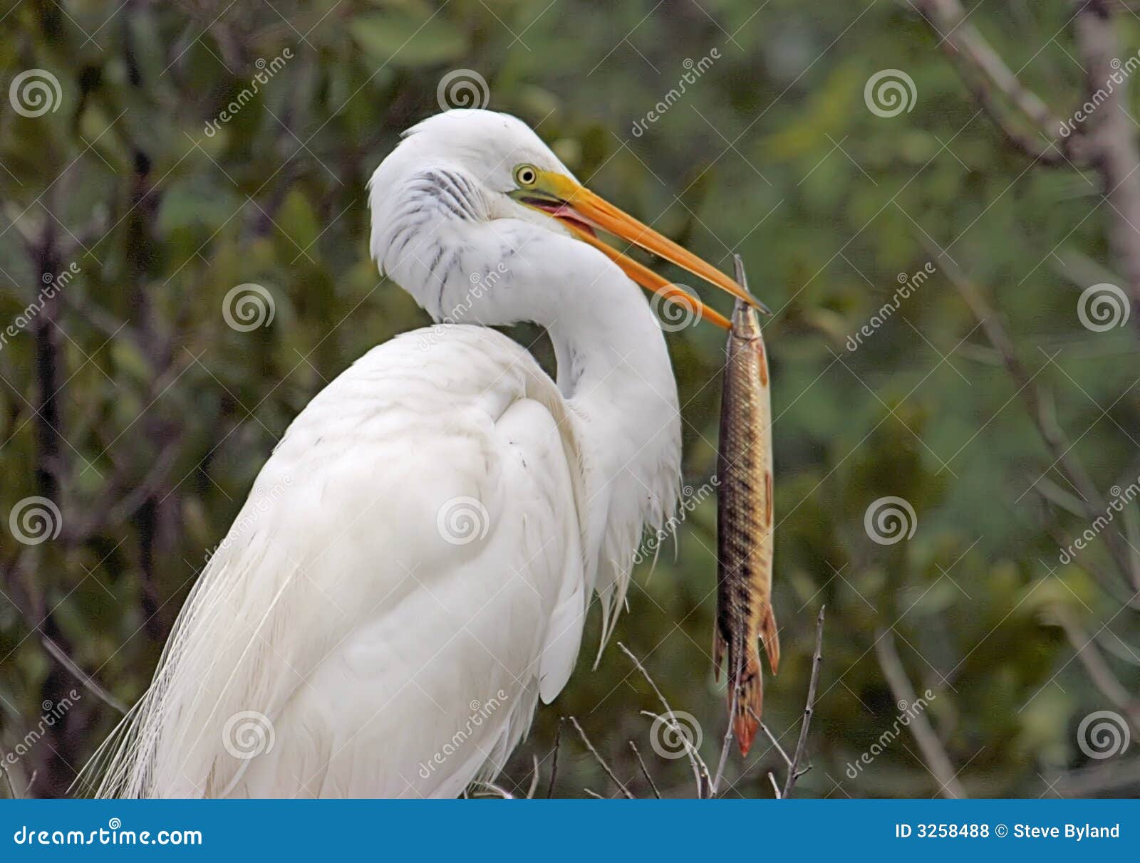 Grote Aigrette Met Een Vis Van De Geep Stock Foto - Image of everglades ...