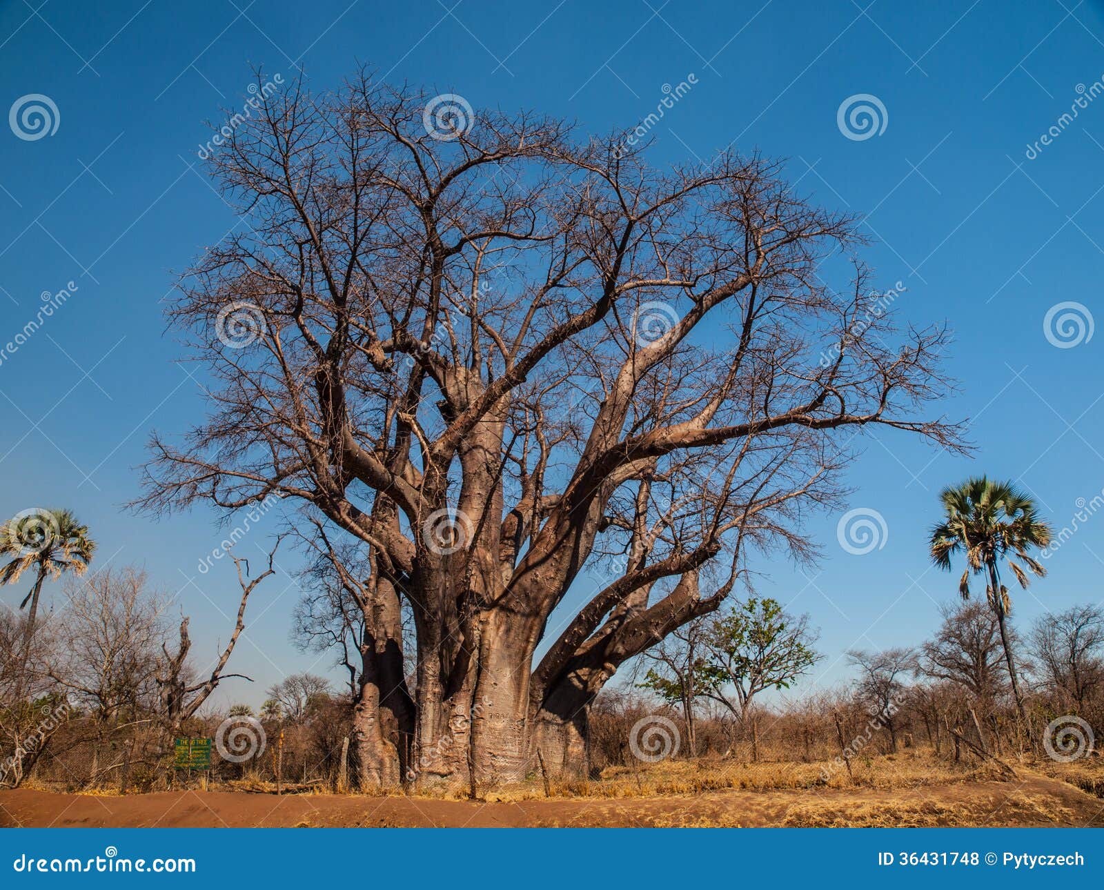 Grote baobabboom stock foto. Image of grootste, openlucht - 36431748