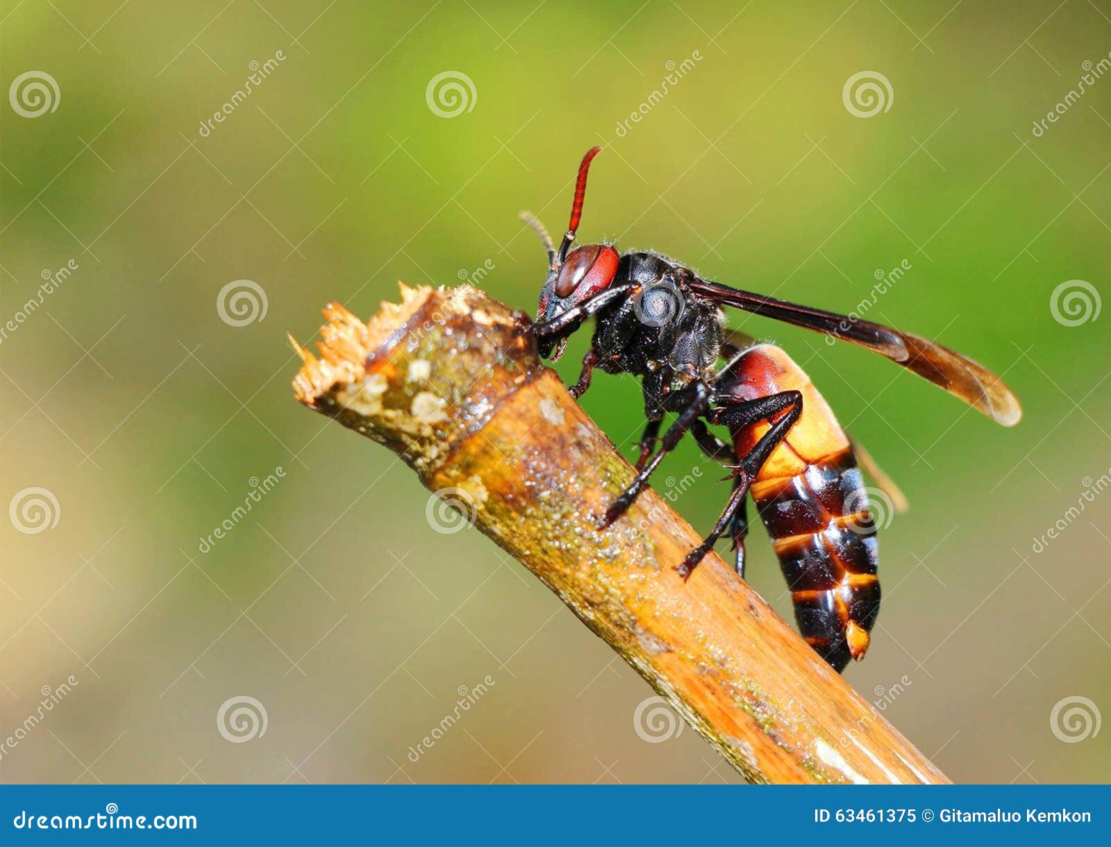 Grote bij stock afbeelding. Image of groot, tuin, thailand - 63461375