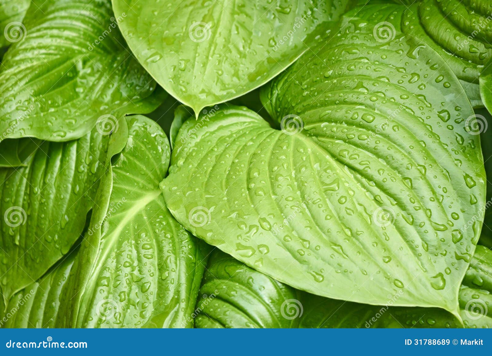 Grote Bladeren Van Hosta Met Waterdalingen Stock Afbeelding - Image of ...