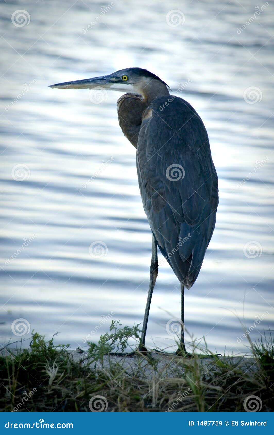 Grote blauwe reiger stock afbeelding. Image of gevleugeld - 1487759