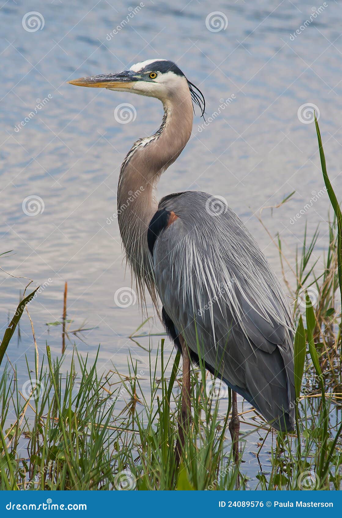 Grote Blauwe Reiger stock foto. Image of pluimen, amerika - 24089576