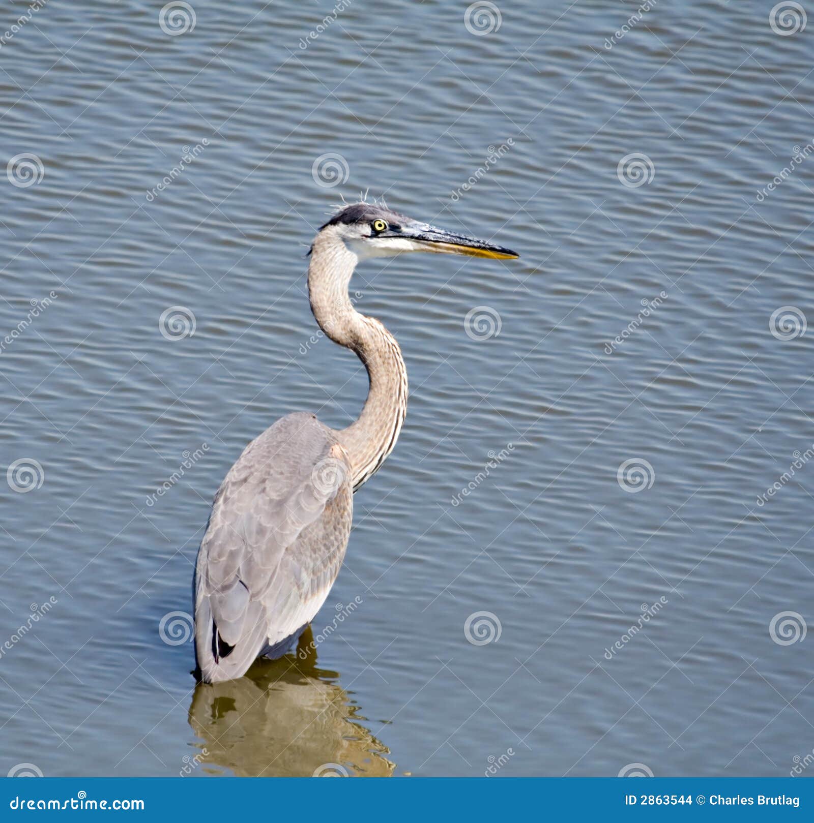 Grote Blauwe Reiger stock foto. Image of mississippi, blauw - 2863544