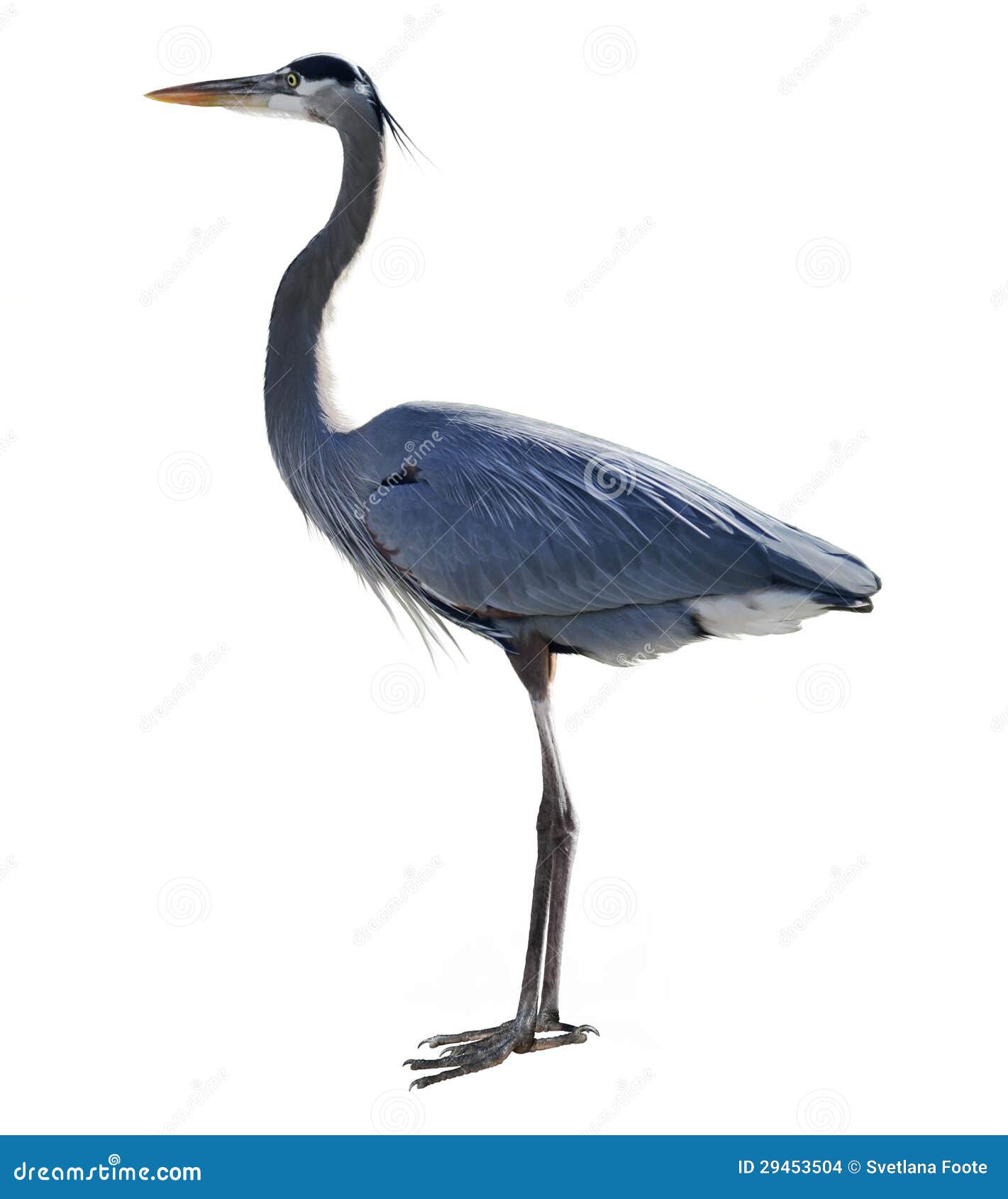 Grote Blauwe Reiger stock foto. Image of fauna, veer - 29453504