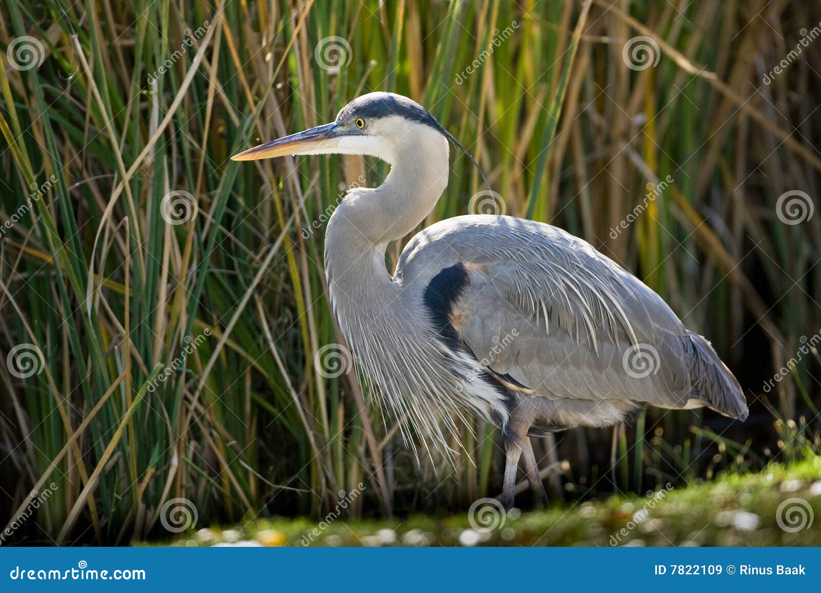 Grote Blauwe Reiger stock afbeelding. Image of riet, staar - 7822109