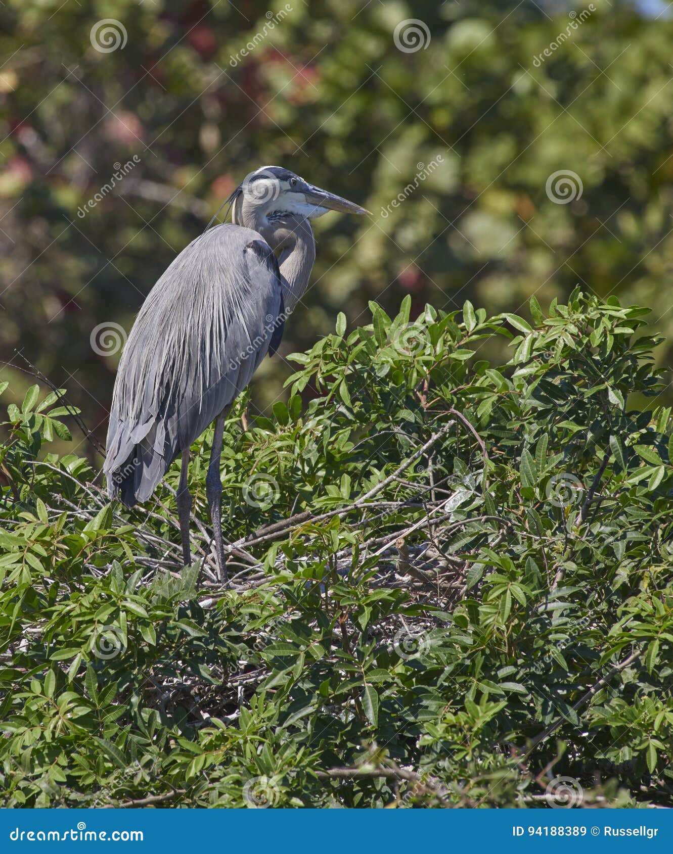 Grote Blauwe Reiger stock afbeelding. Image of vogel - 94188389