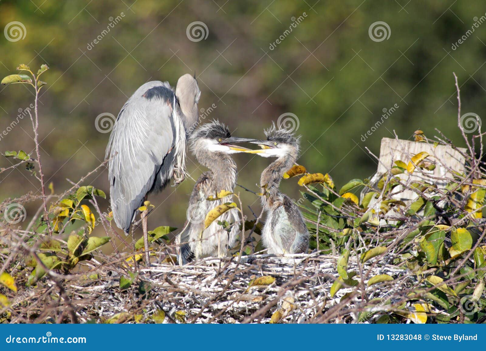 Grote Blauwe Reiger Met Babys Stock Foto - Image of geboorte, vogel ...
