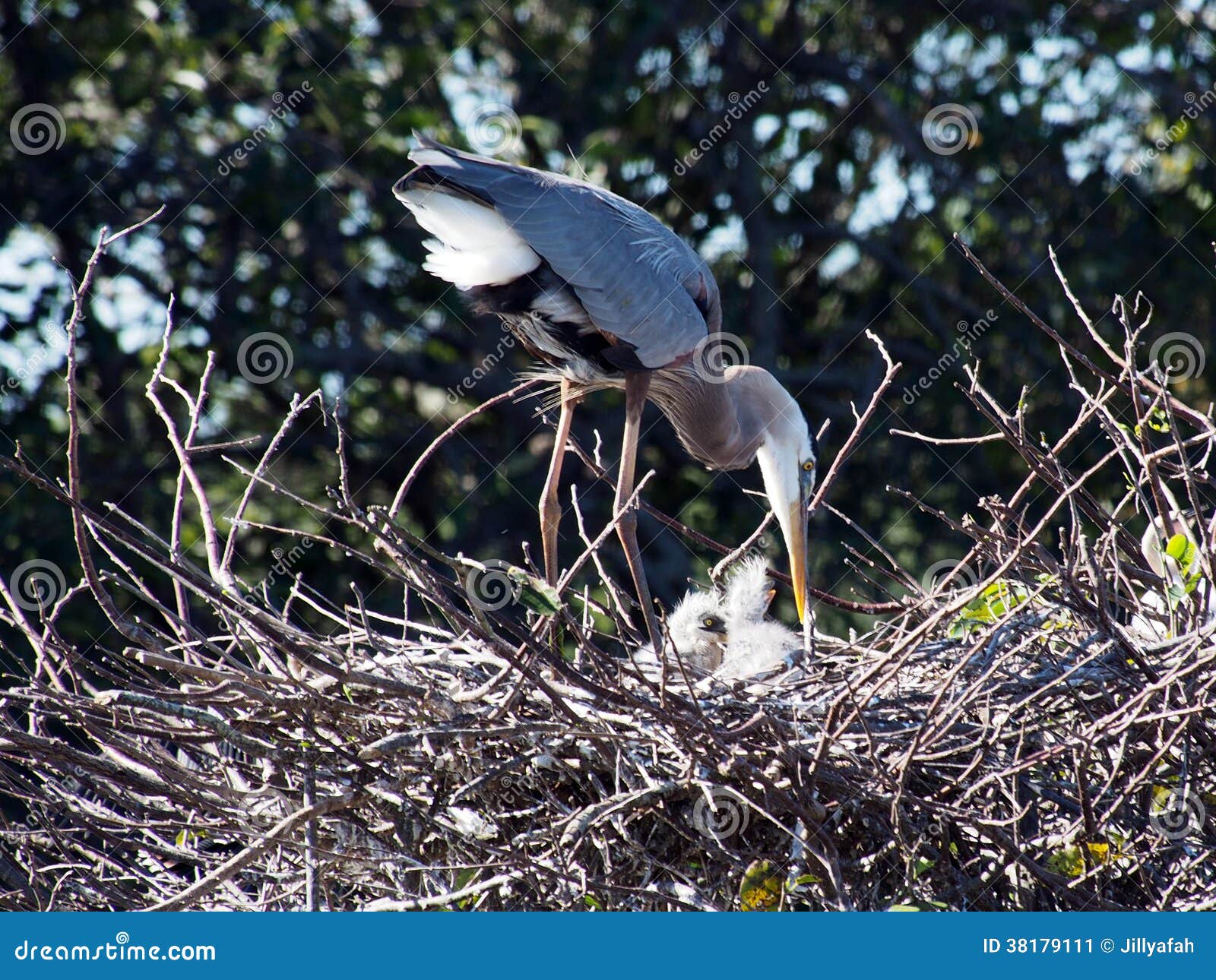 Grote Blauwe Reiger Met Babys in Nest Stock Afbeelding - Image of baby ...