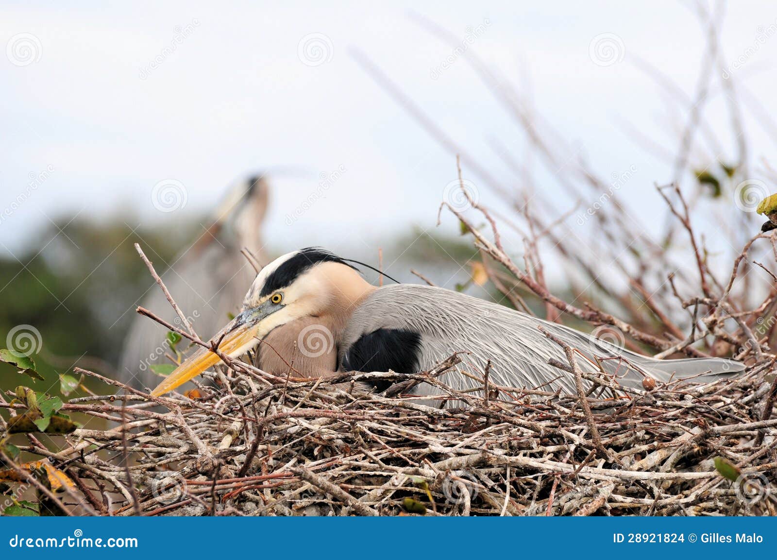 Grote Blauwe Reiger in Nest Stock Foto - Image of sluit, lang: 28921824