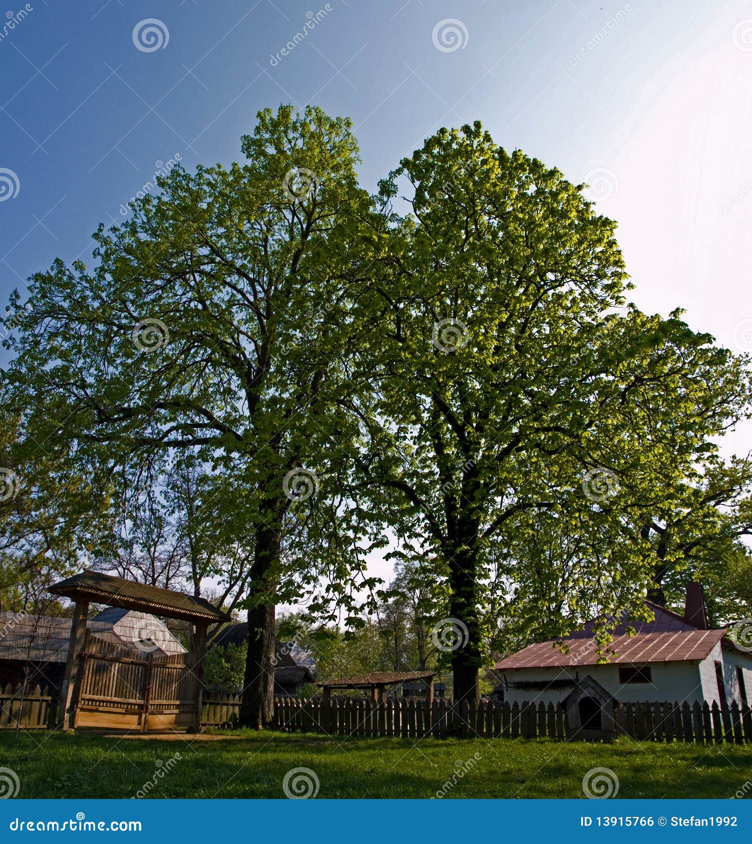 Grote bomen stock foto. Image of leeg, rust, weide, machtig - 13915766