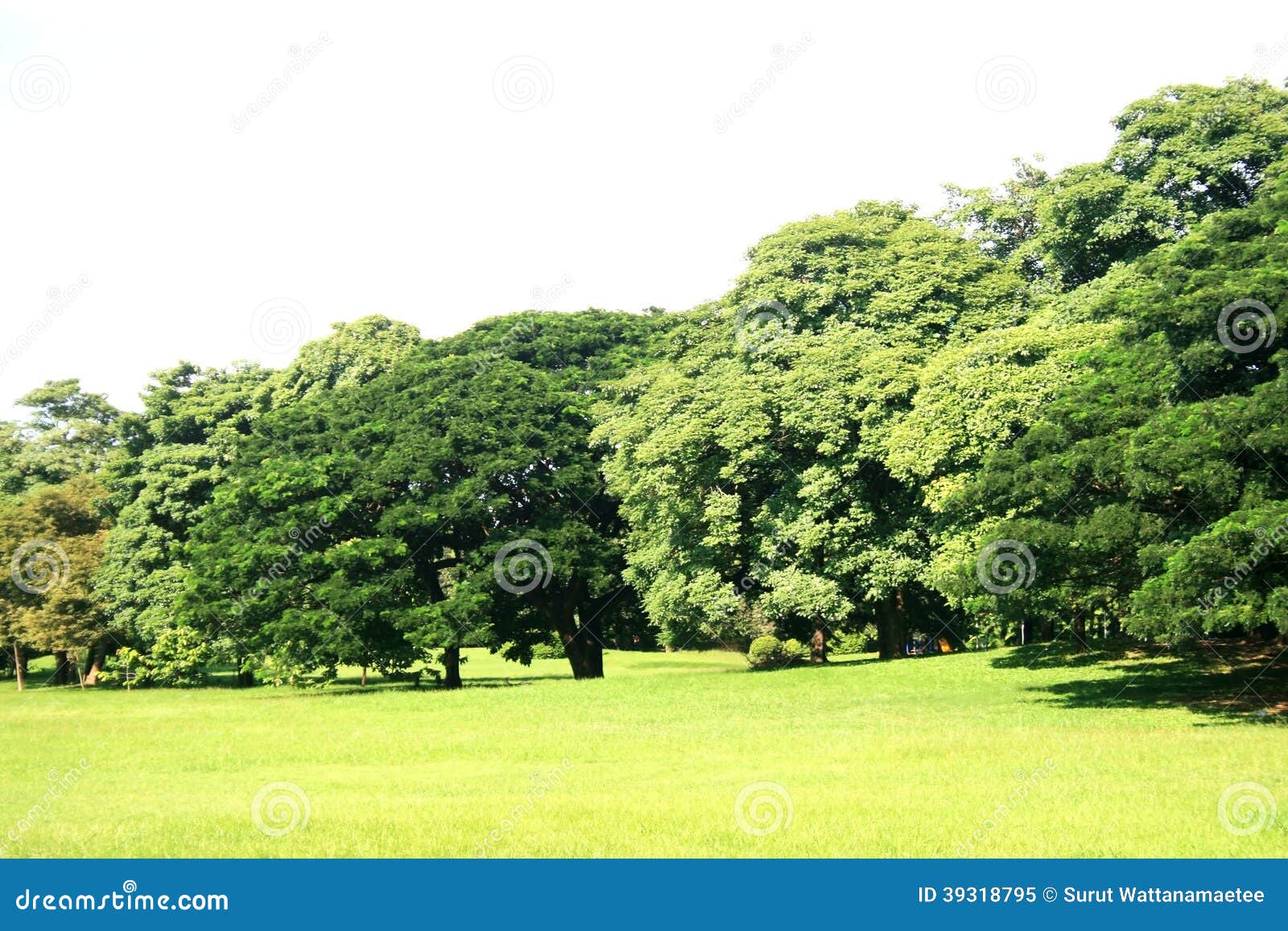 Grote bomen stock afbeelding. Image of gronden, uitgelijnd - 39318795