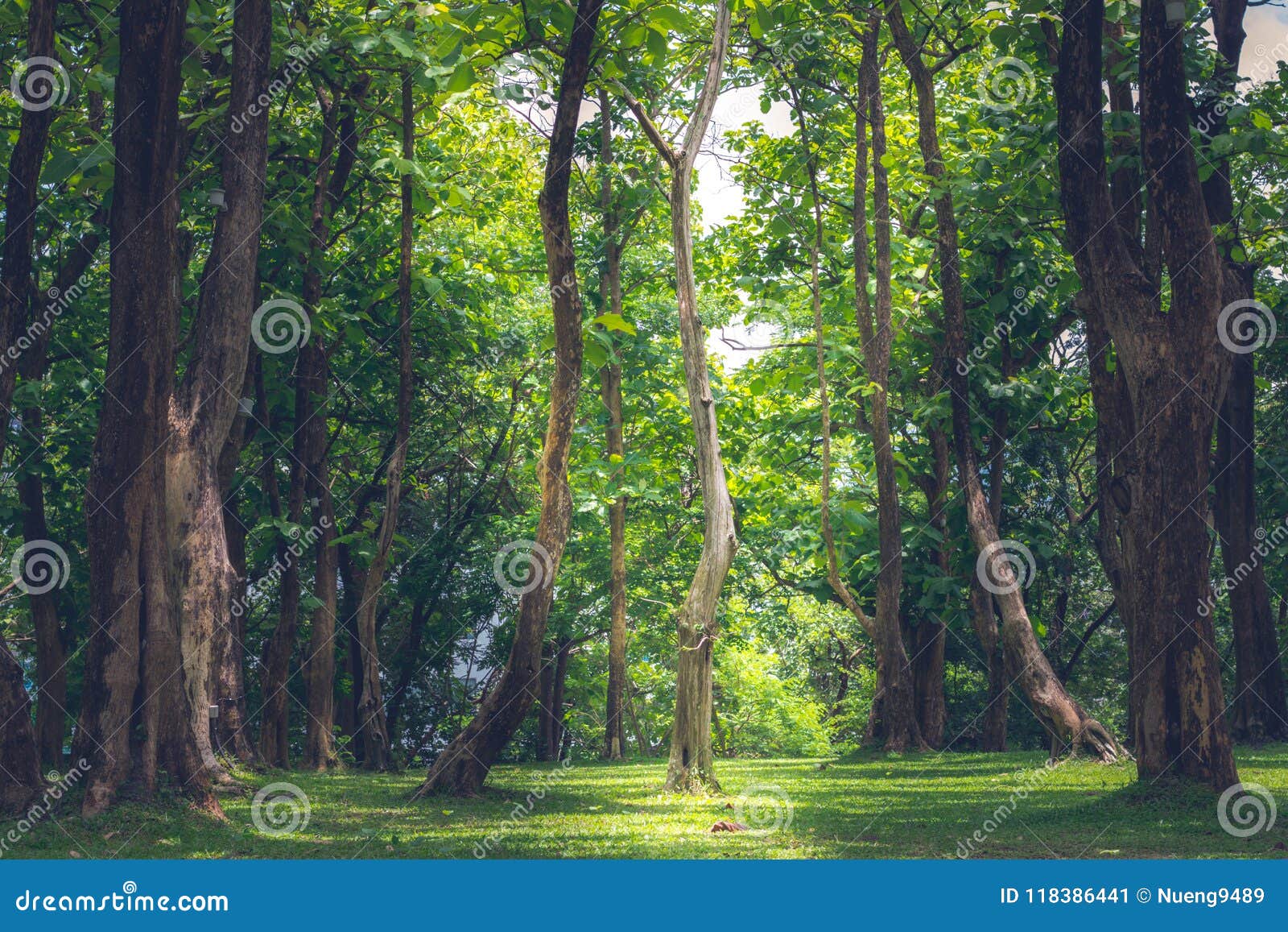 Grote Bomen in het Bos stock afbeelding. Image of zonnig - 118386441