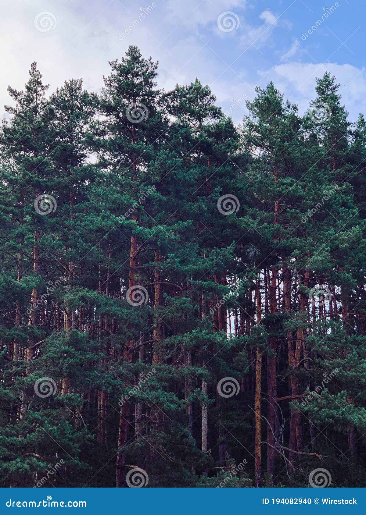 Grote Bomen in Het Bos , Groot Voor Wallpapers Stock Foto - Image of ...