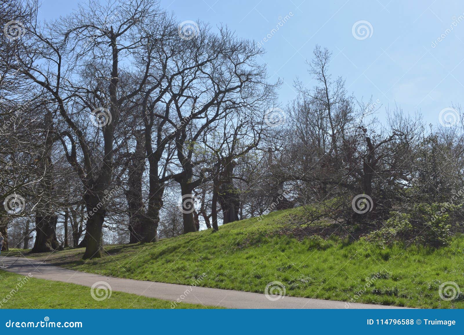 Grote bomen op een heuvel stock foto. Image of groot - 114796588
