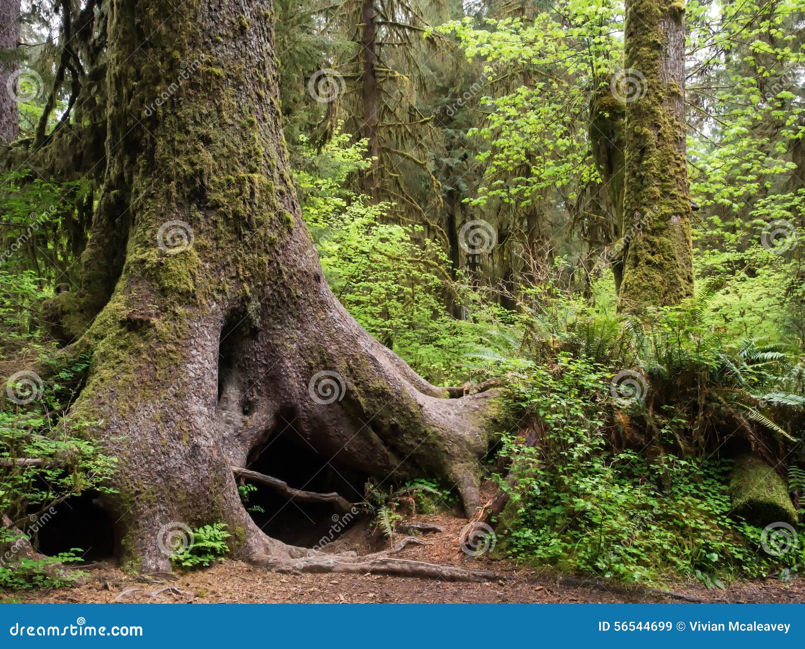 Grote bomen in regenwoud stock afbeelding. Image of park - 56544699