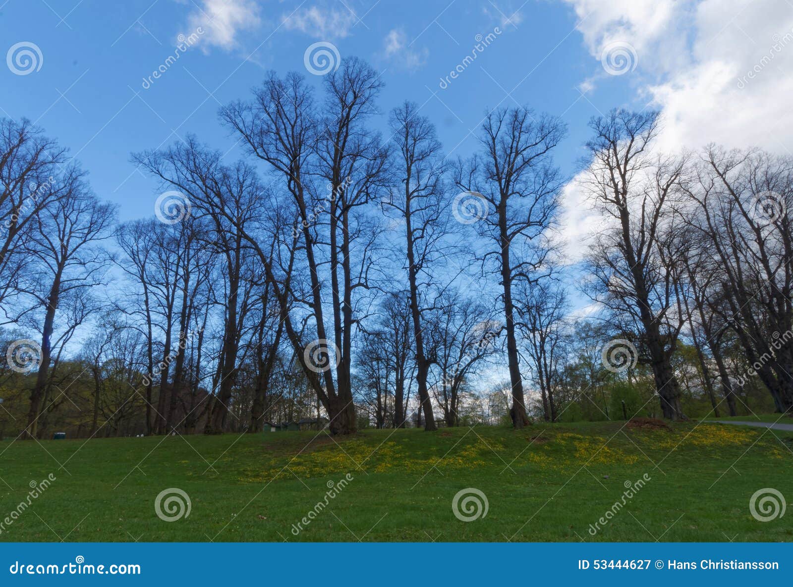 Grote bomen zonder blad stock afbeelding. Image of bloesem - 53444627