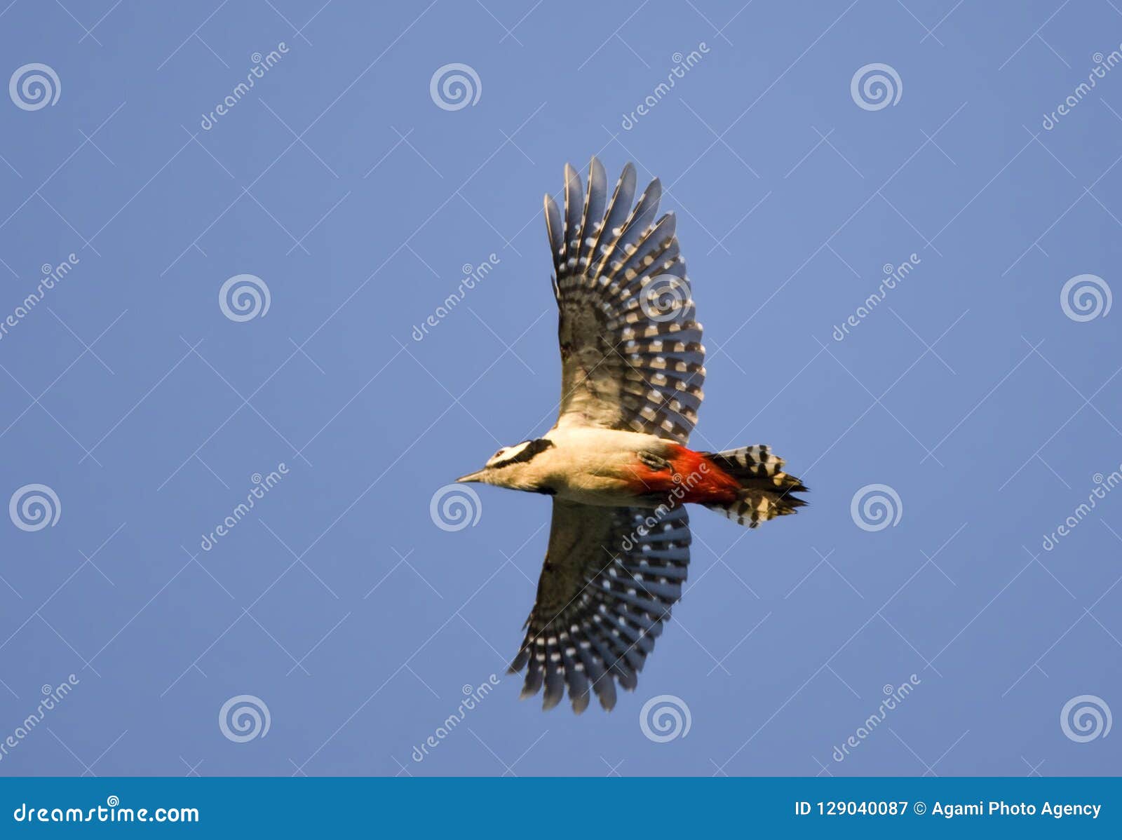 Grote Bonte Specht, Buntspecht, Dendrocopos Major Stockbild - Bild von ...