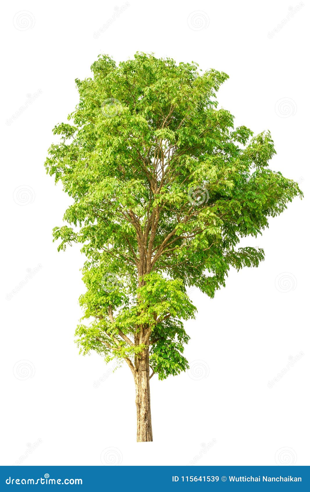 Grote boom stock afbeelding. Image of eenzaam, lente - 115641539