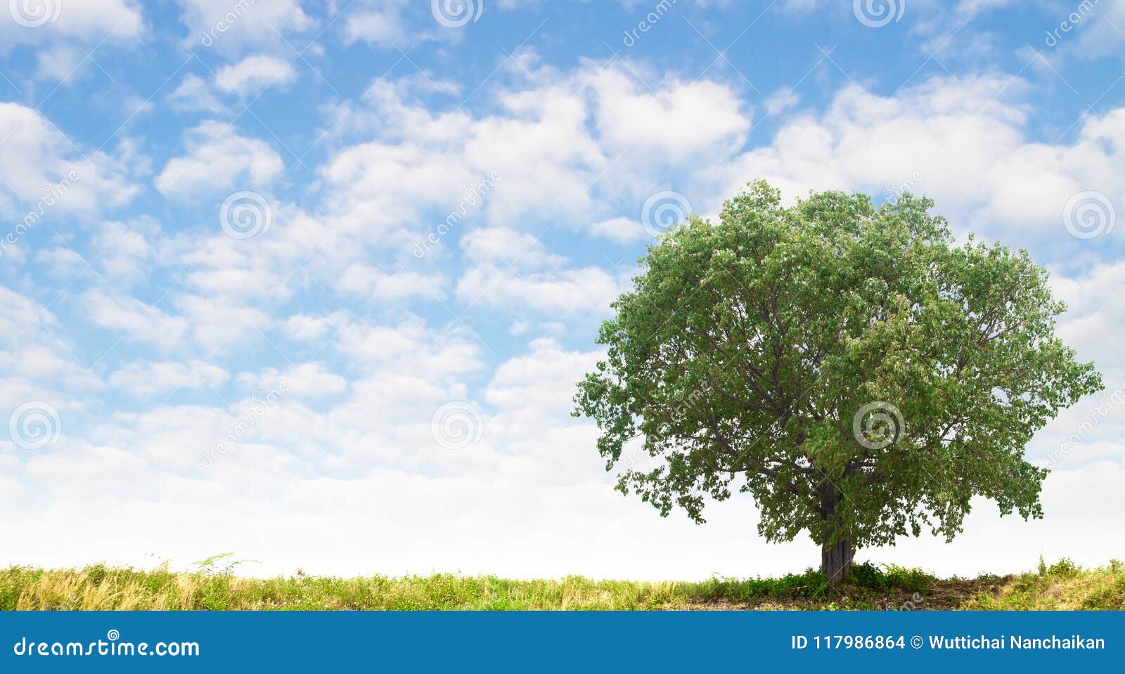 Grote boom stock foto. Image of mooi, gras, bladeren - 117986864