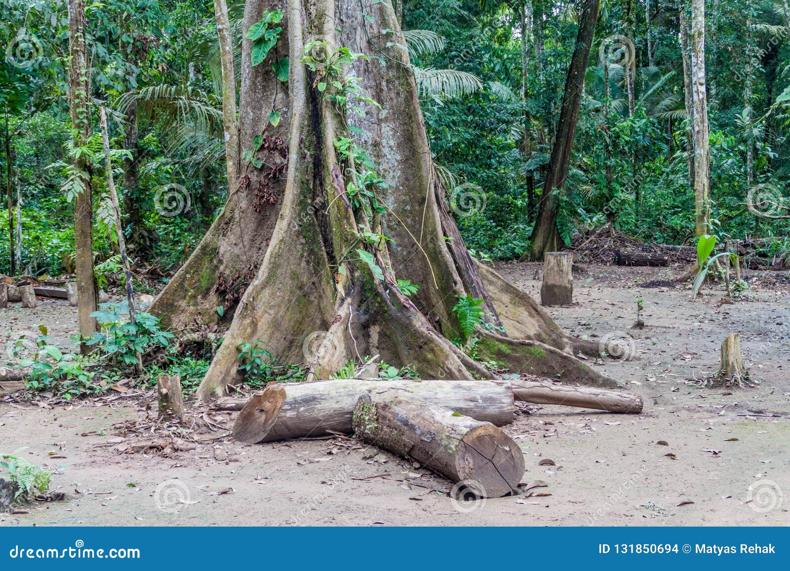 Grote boom stock foto. Image of exotisch, vochtig, landschap - 131850694
