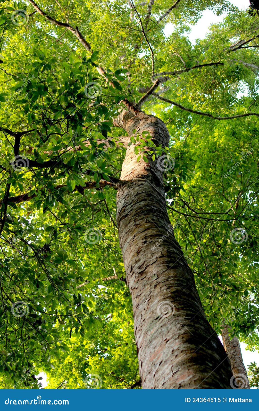 Grote Boom stock afbeelding. Image of boom, mooi, nave - 24364515