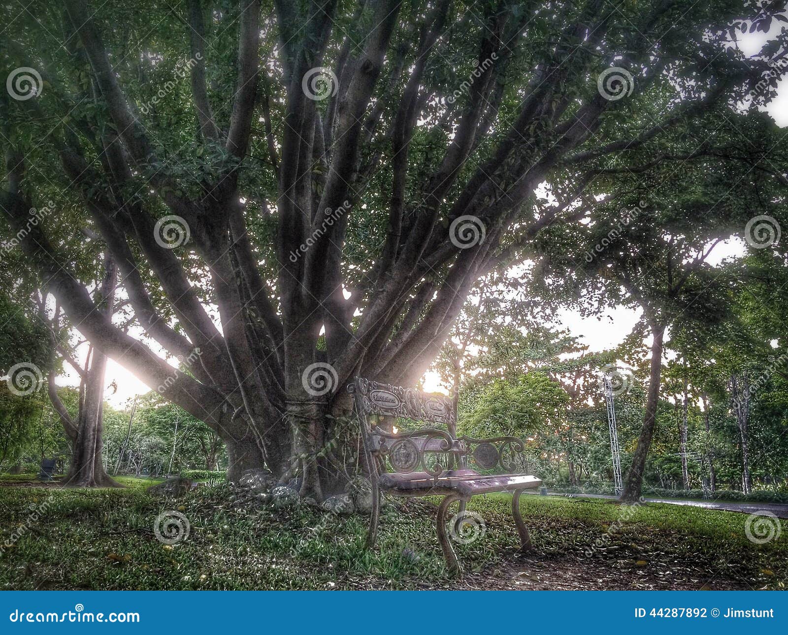 Grote boom stock foto. Image of droom, boom, stoel, beeld - 44287892