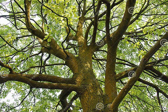 Grote boom stock foto. Image of boom, chinees, bladeren - 52831118