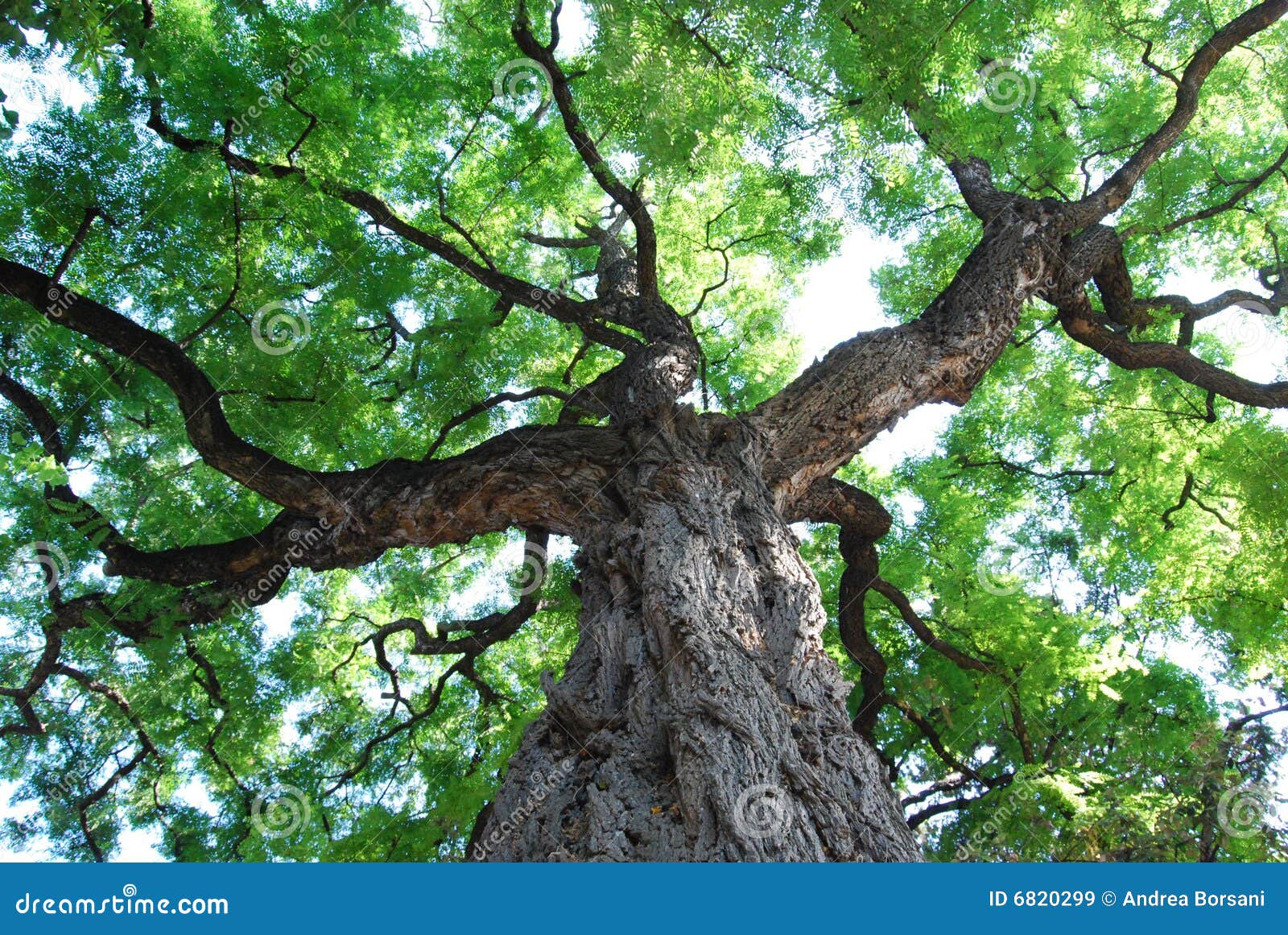 Grote Boom stock afbeelding. Image of hoog, logboek, groot - 6820299