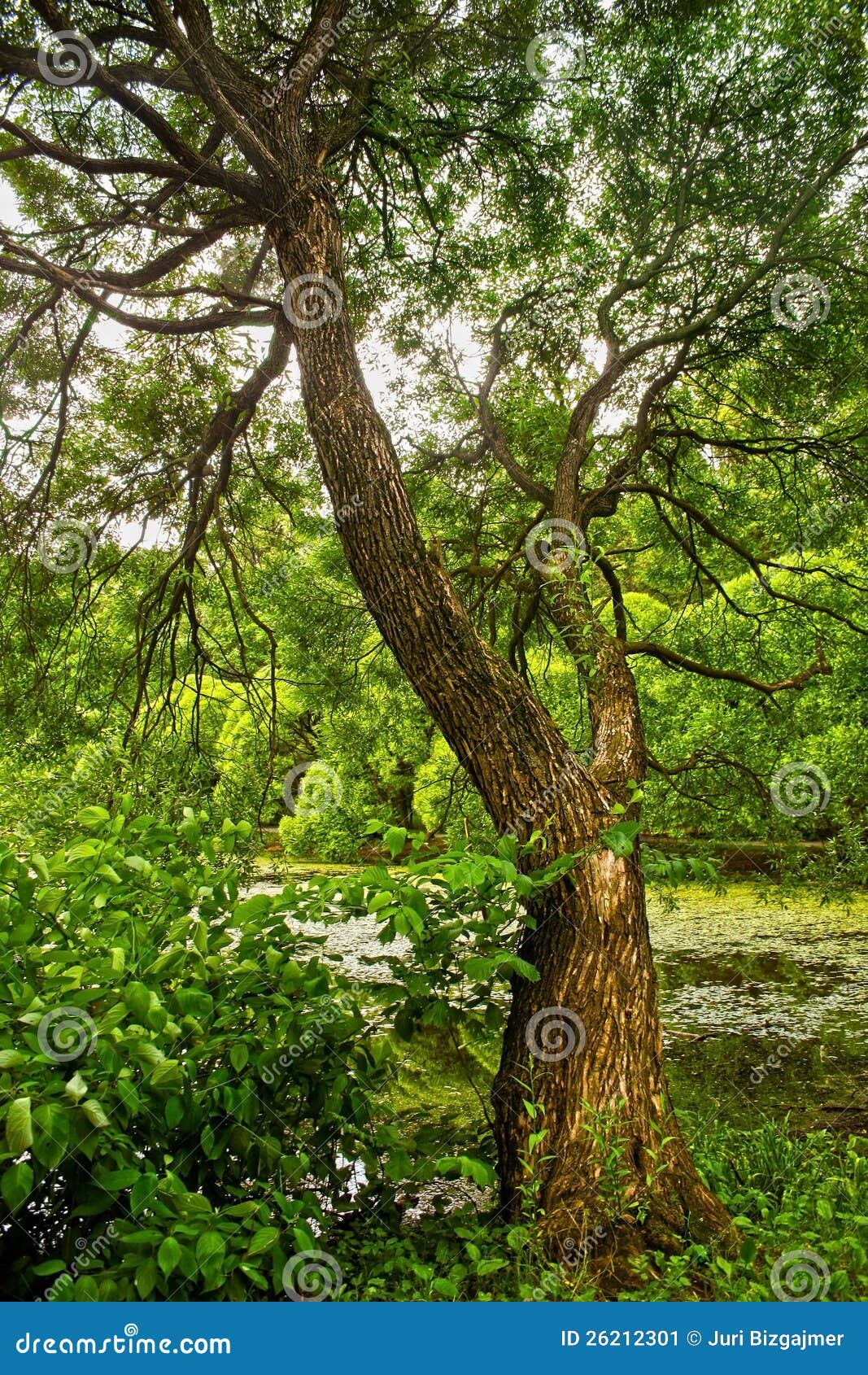 Grote boom aan wal stock afbeelding. Image of rivieroever - 26212301