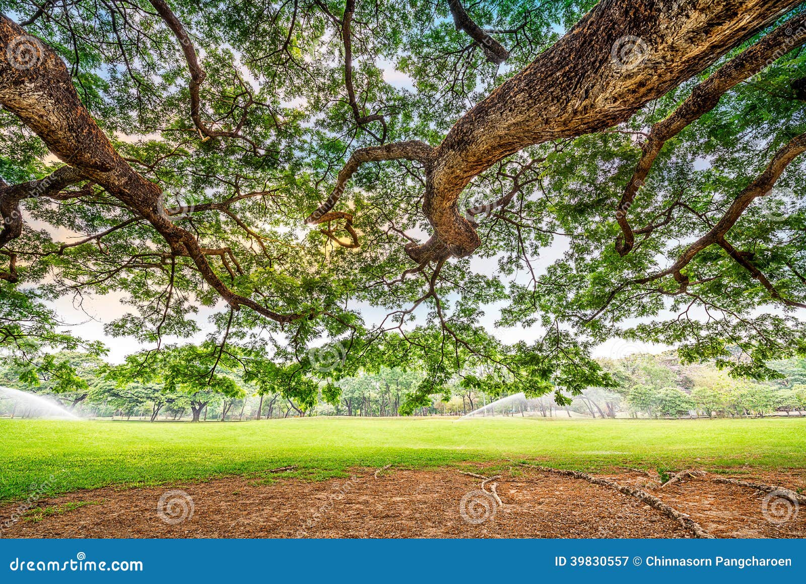 Grote boom in golfcursus stock afbeelding. Image of weide - 39830557