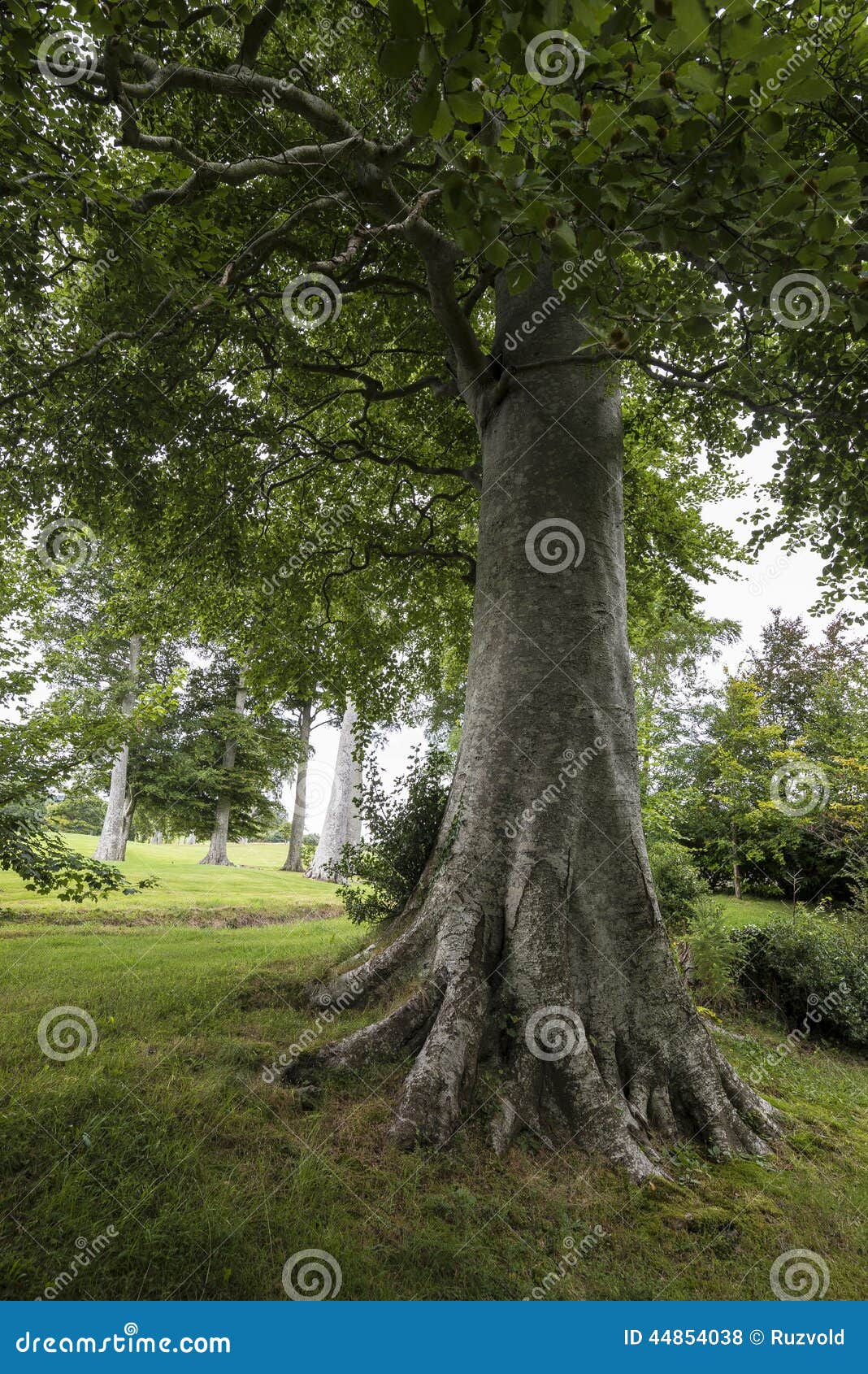 Grote boom in het bos stock foto. Image of blad, milieu - 44854038