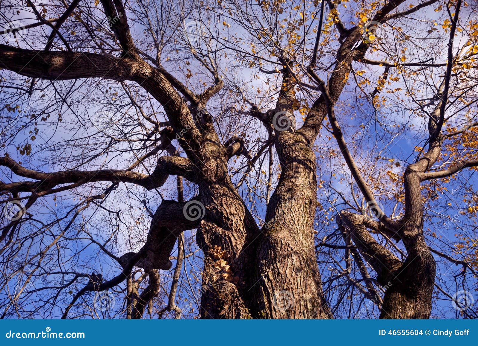 Grote Boom Met Naakte Takken Stock Foto - Image of achtergrond, hemel ...