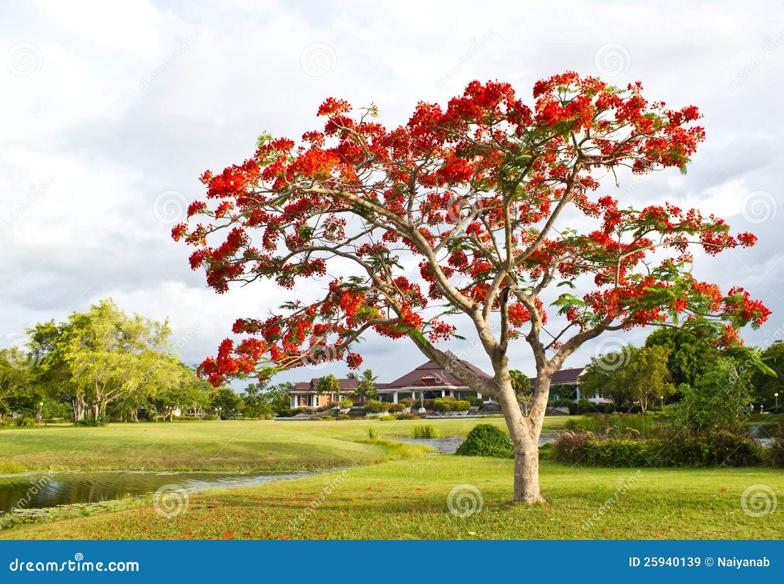Grote Boom Met Rode Bloemen in Het Park Stock Afbeelding - Image of ...