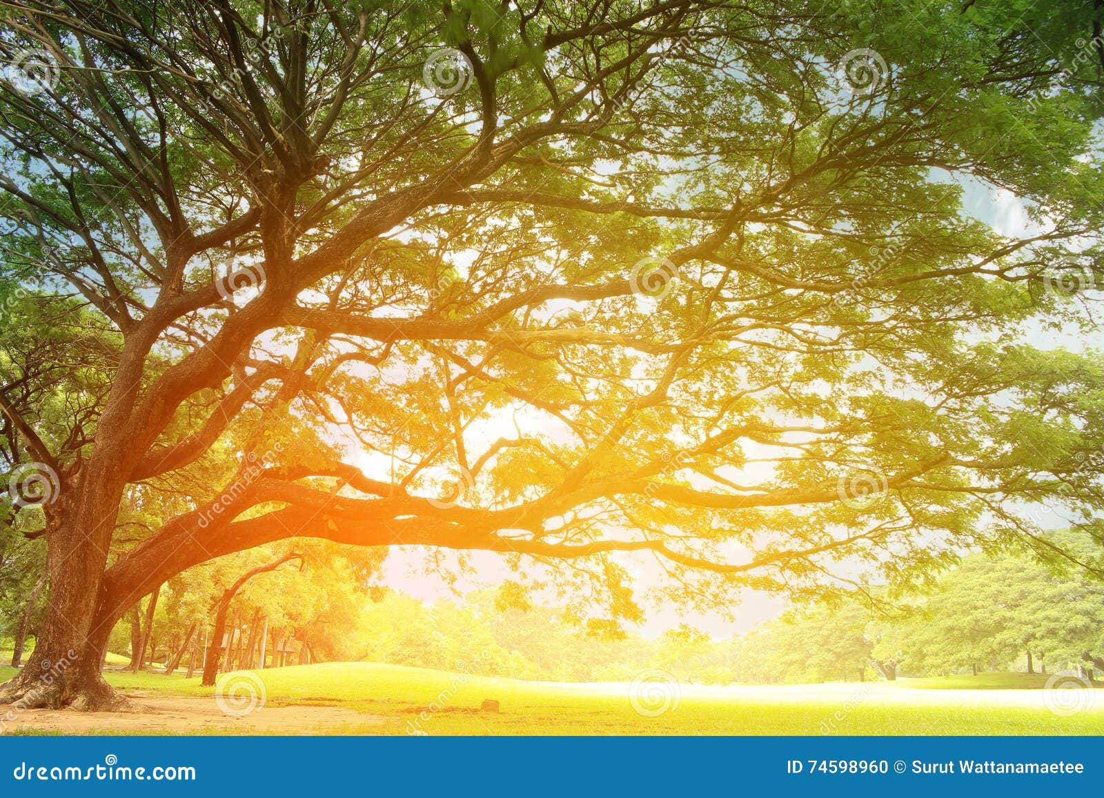 Grote boom met takken stock foto. Image of lucht, landschap - 74598960