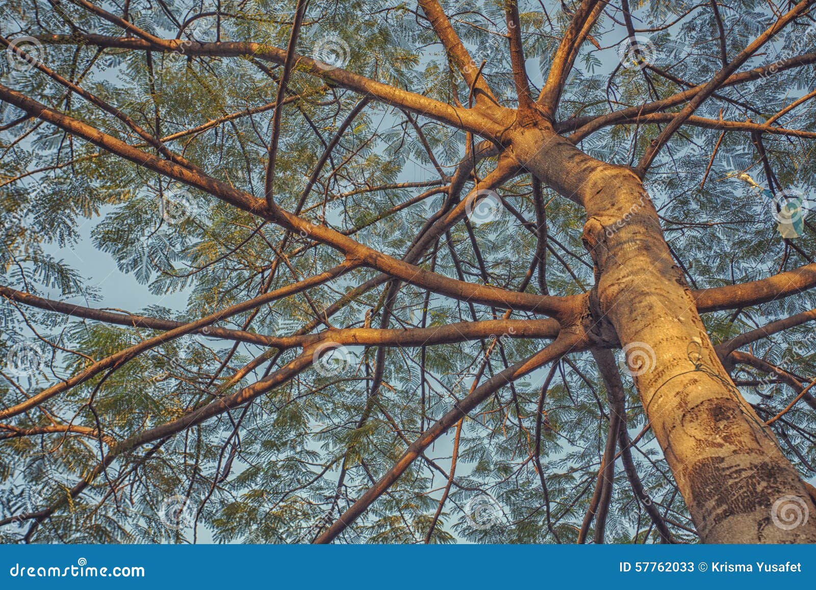 Grote boom met vele takken stock afbeelding. Image of groot - 57762033