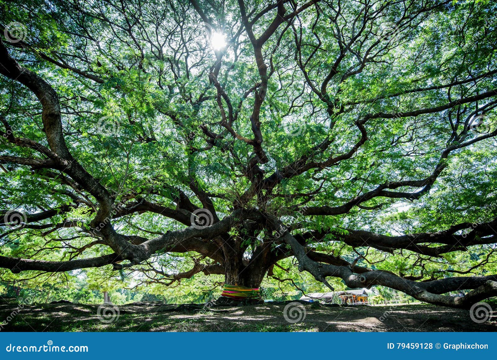 Grote boom in Thailand stock foto. Image of achtergrond - 79459128