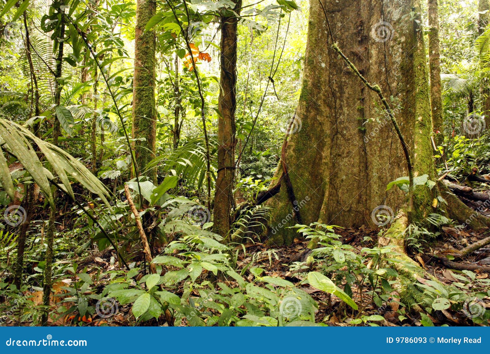 Grote Boom in Tropisch Regenwoud Stock Afbeelding - Image of ...