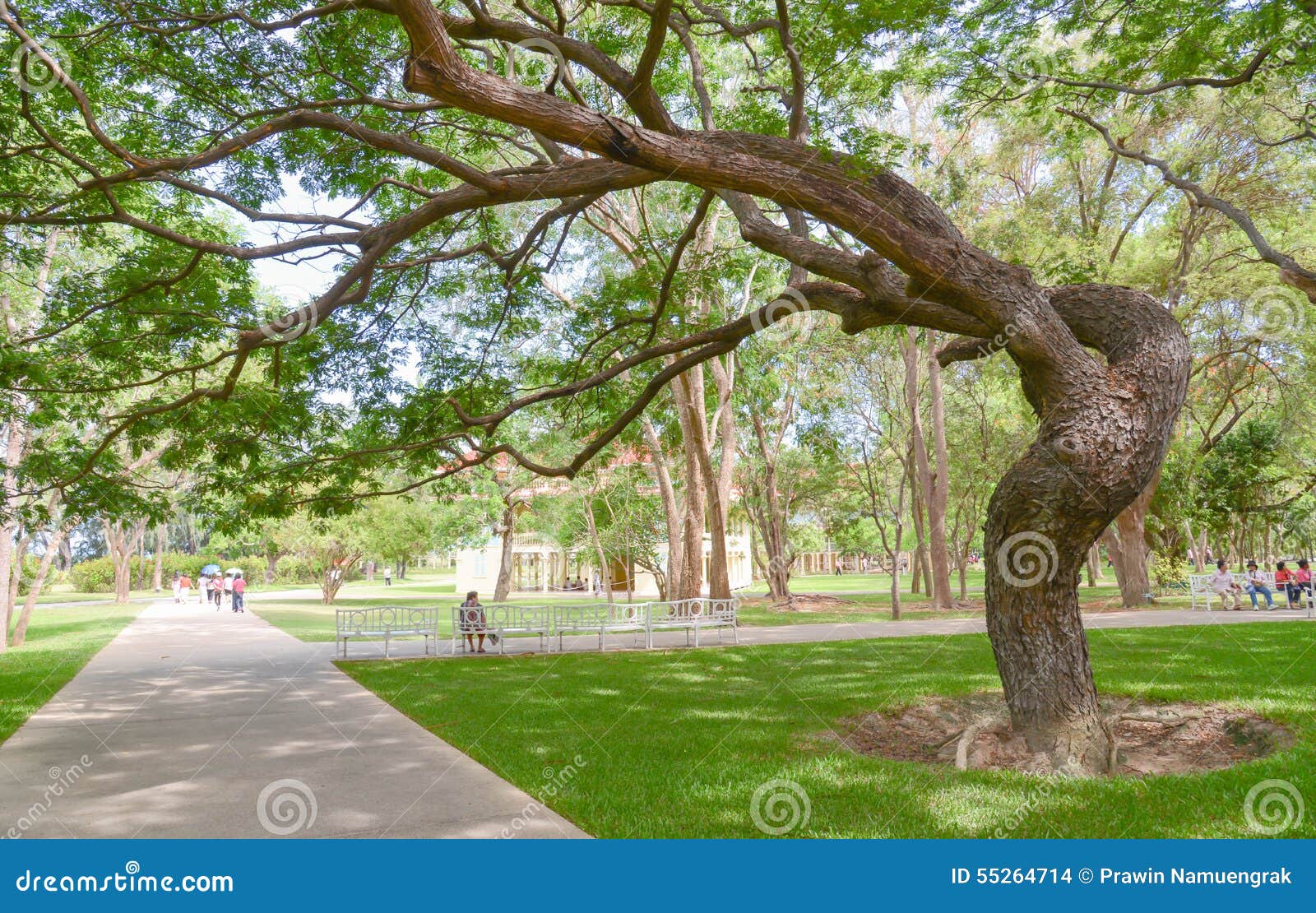 Grote boom in tuin redactionele stock afbeelding. Image of reis - 55264714