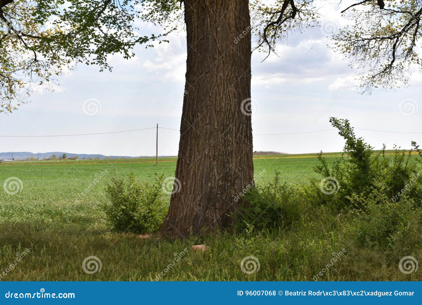 Grote boomstam stock foto. Image of schors, nave, land - 96007068
