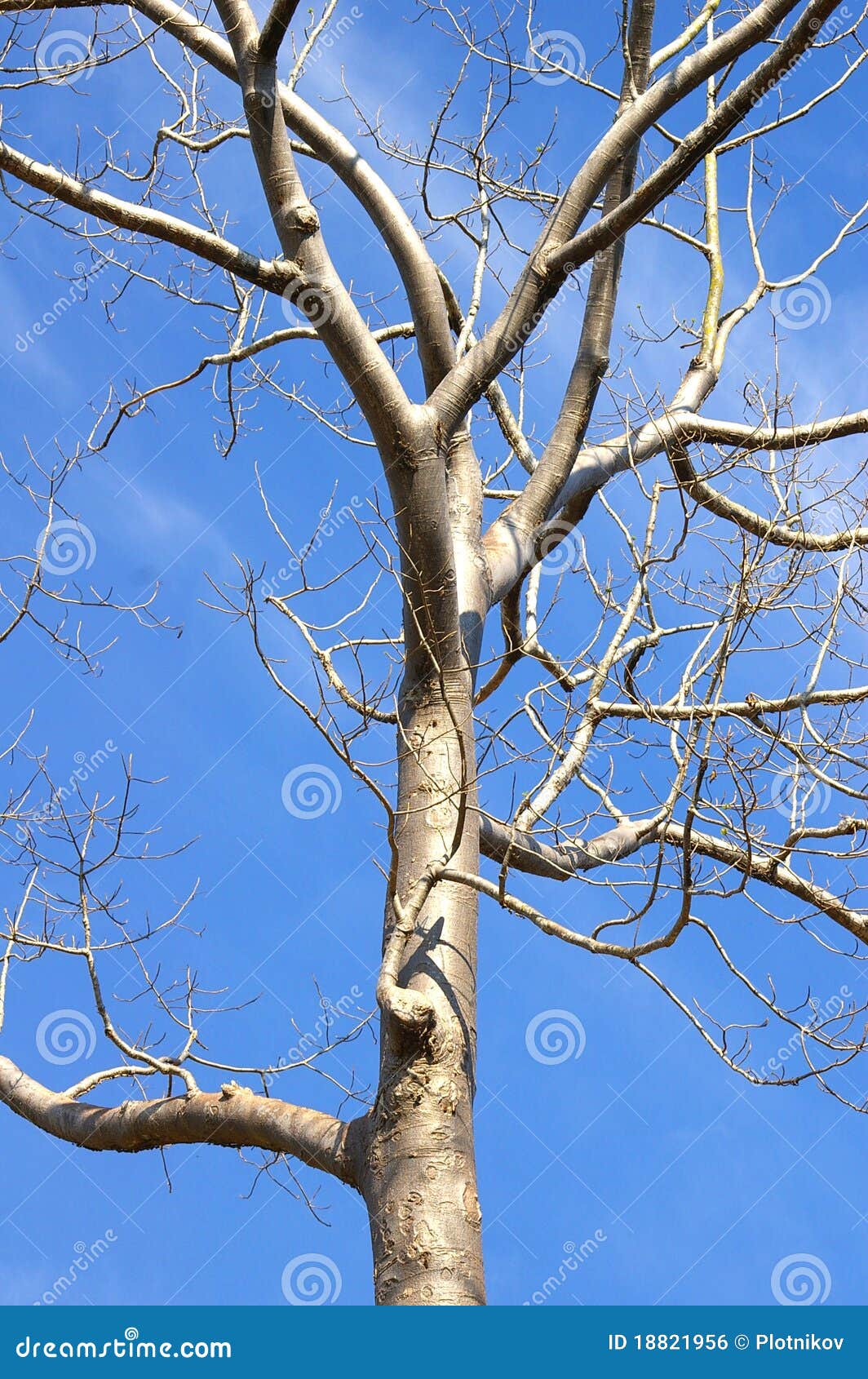 Grote boomstam van boom. stock foto. Image of buiten - 18821956